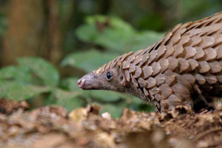 Pangolins. Will they become the dodo of our generation? – The Big Issue ...